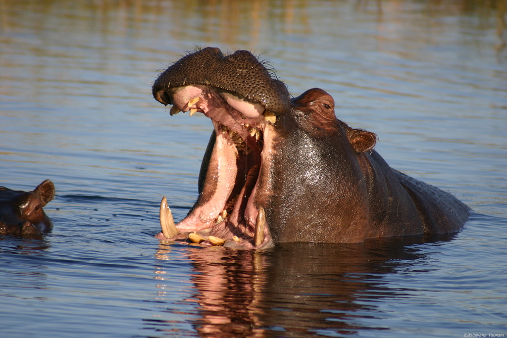 Reisebaustein Okavango Delta - Afrika Intensiv