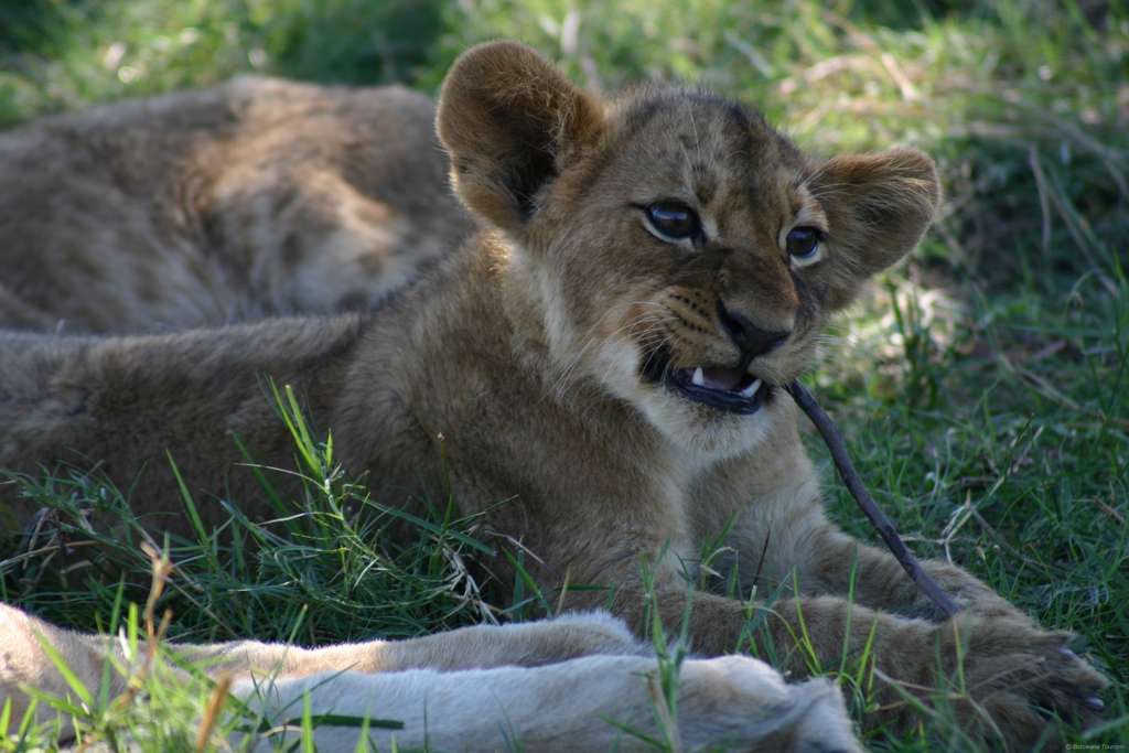 Botswana - unberührte Wildnis - Afrika Intensiv